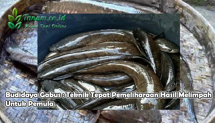 Budidaya Gabus : Teknik Tepat Pemeliharaan Hasil Melimpah Untuk Pem
