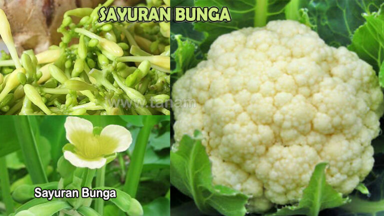 Penggolongan Jenis Sayur