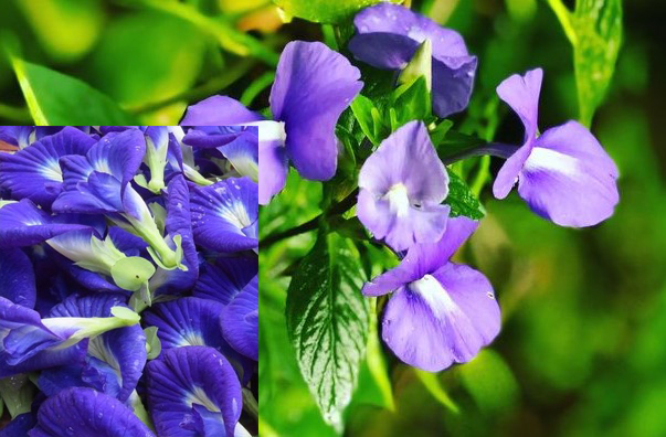 Manfaat Bunga Telang: Keajaiban Alami yang Mendunia